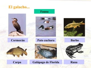 Galacho de juslibol | PPT