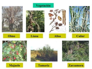 Galacho de juslibol | PPT
