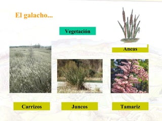 Galacho de juslibol | PPT