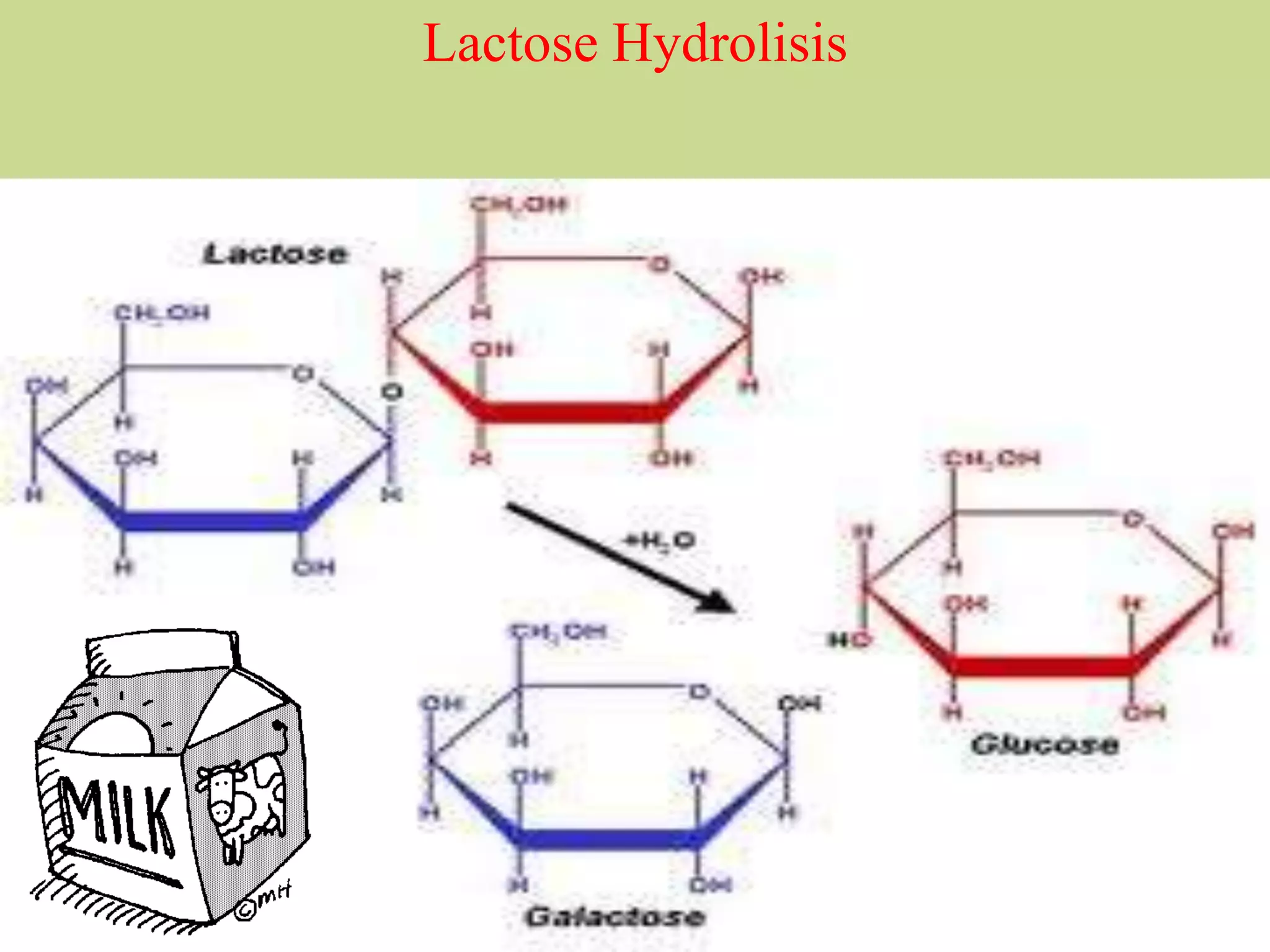 Galactose conversion | PPTX
