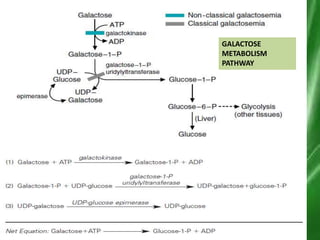 Galactosemia Pathway