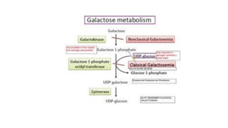Galactose metabolism | PDF