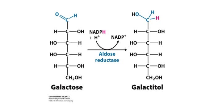 Galactose metabolism