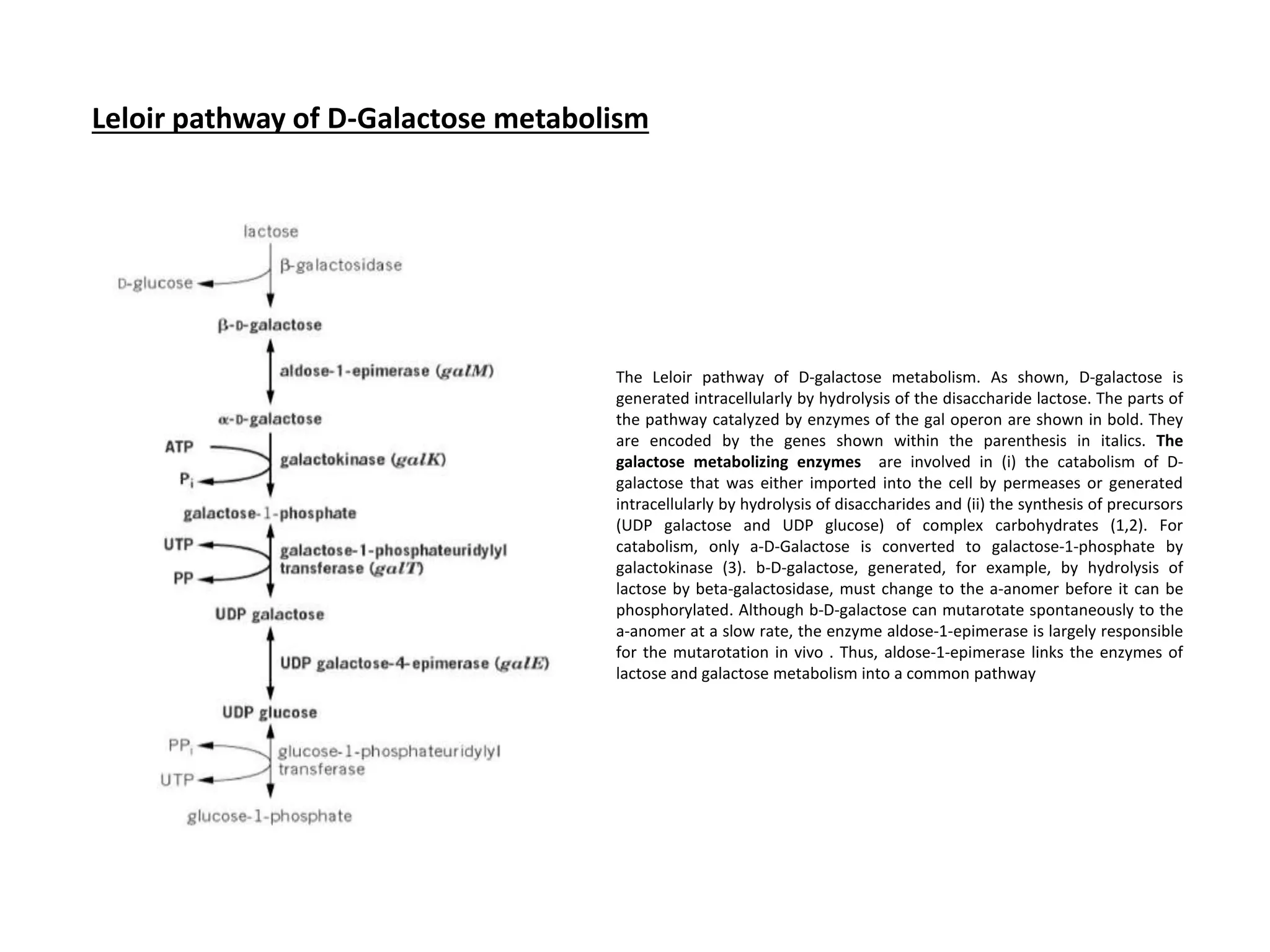 Galactose operon slide share | PPTX