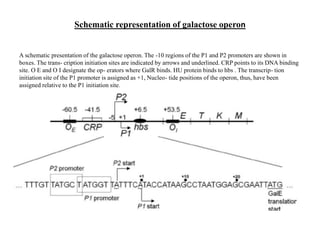 Galactose operon slide share | PPTX | Chemistry | Science