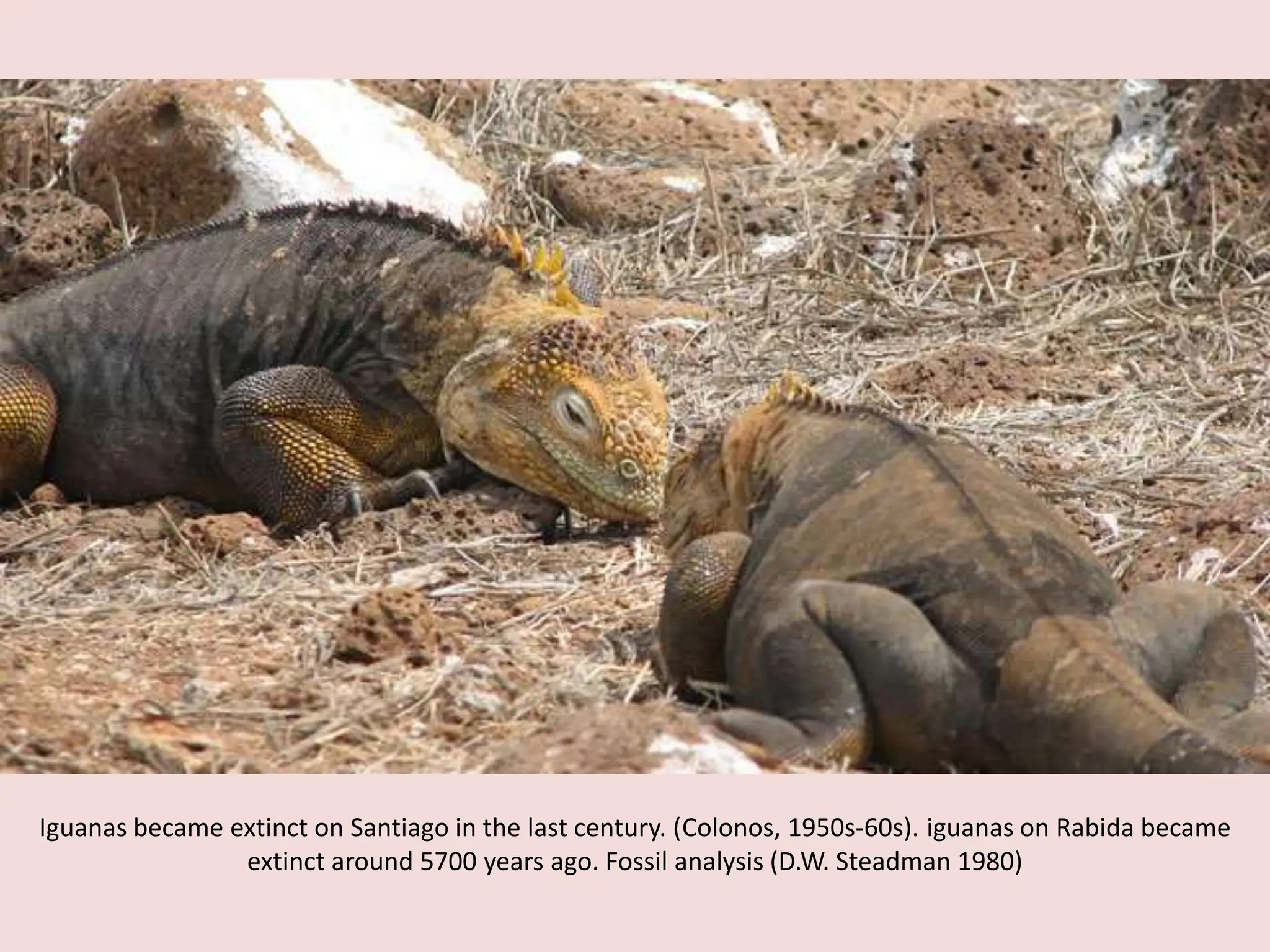 the discovery of the Galapagos Pink Land iguana.ppt