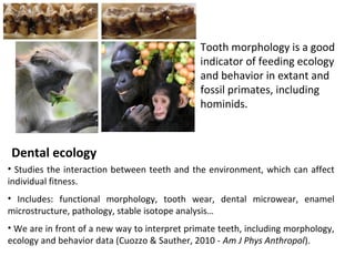 Tooth wear in Amboseli Baboons | PPT