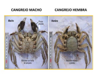 Galeria del cangrejo | PPTX