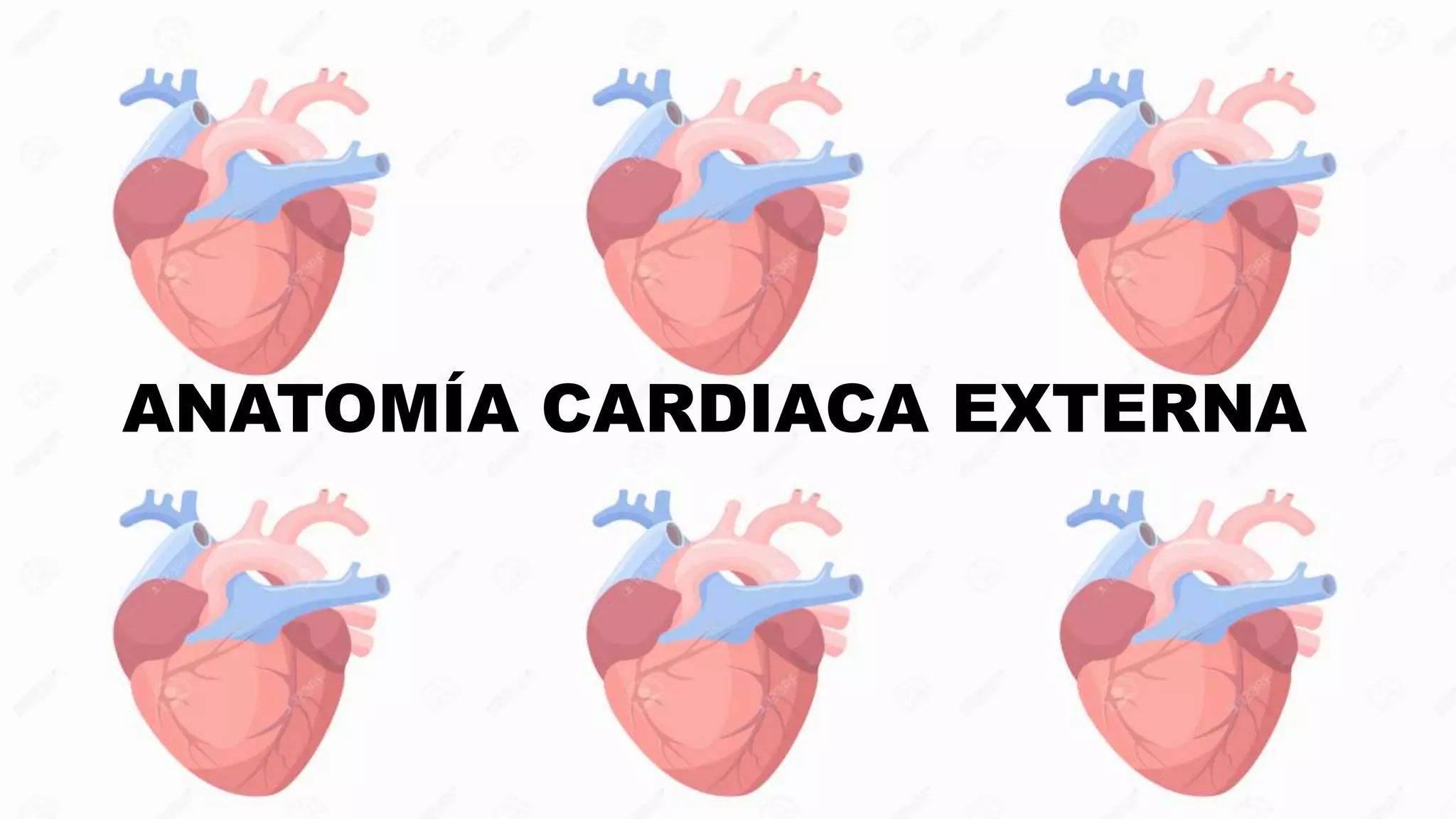 DISECCIÓN DEL CORAZÓN | PPTX