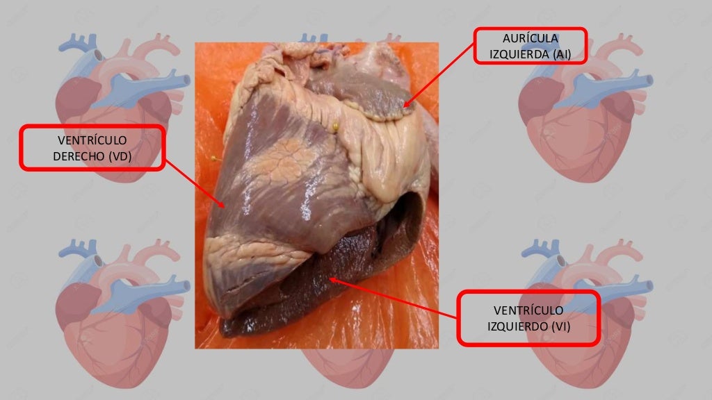DISECCIÓN DEL CORAZÓN