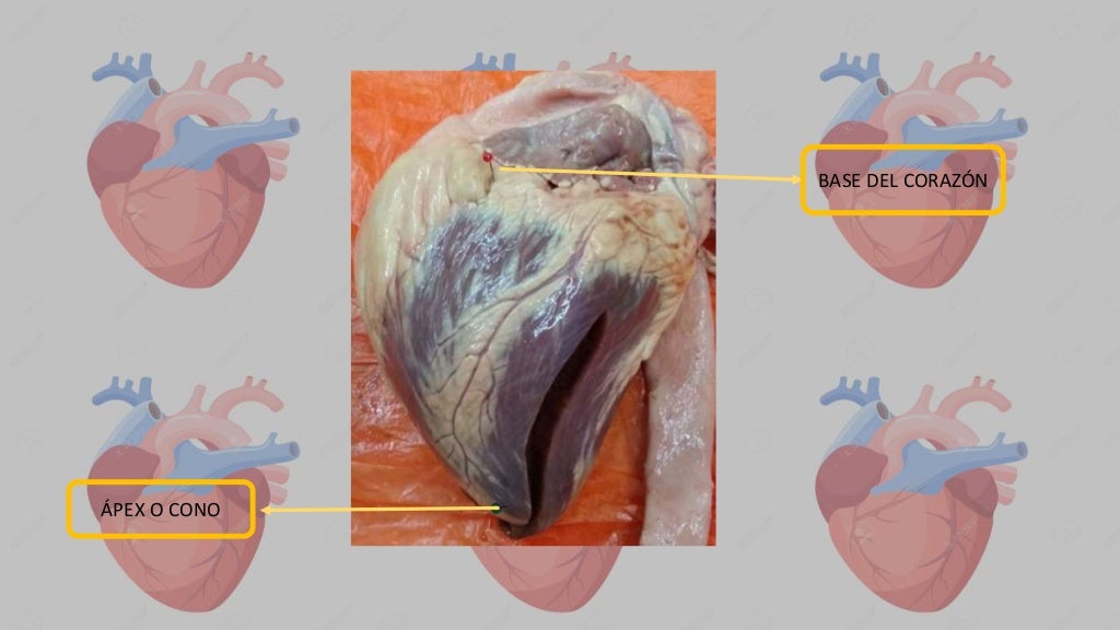 DISECCIÓN DEL CORAZÓN