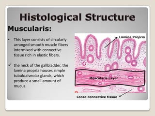 Gallbladder Histology Labeled
