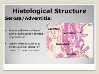 Histology of Gall bladder | PPT