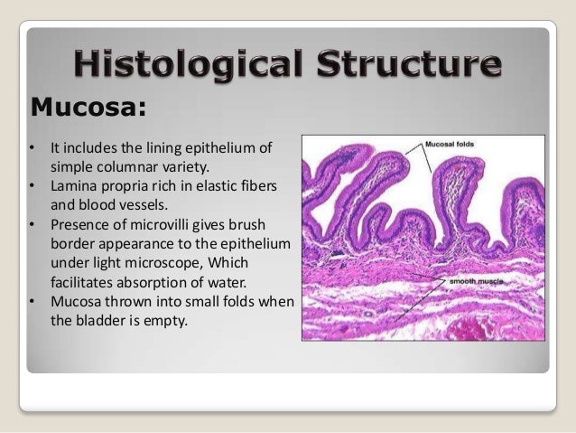 Histology of Gall bladder