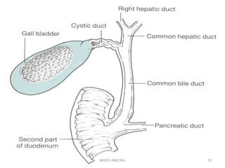 Gall bladder | PPT