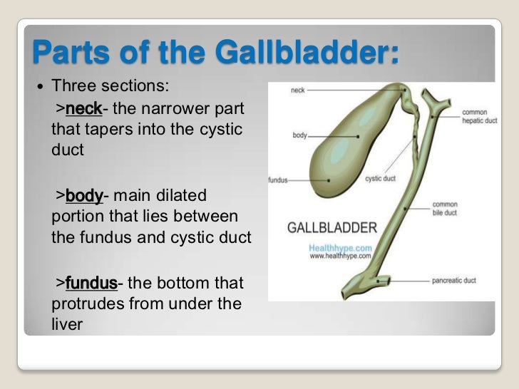 Gallbladder 11182011