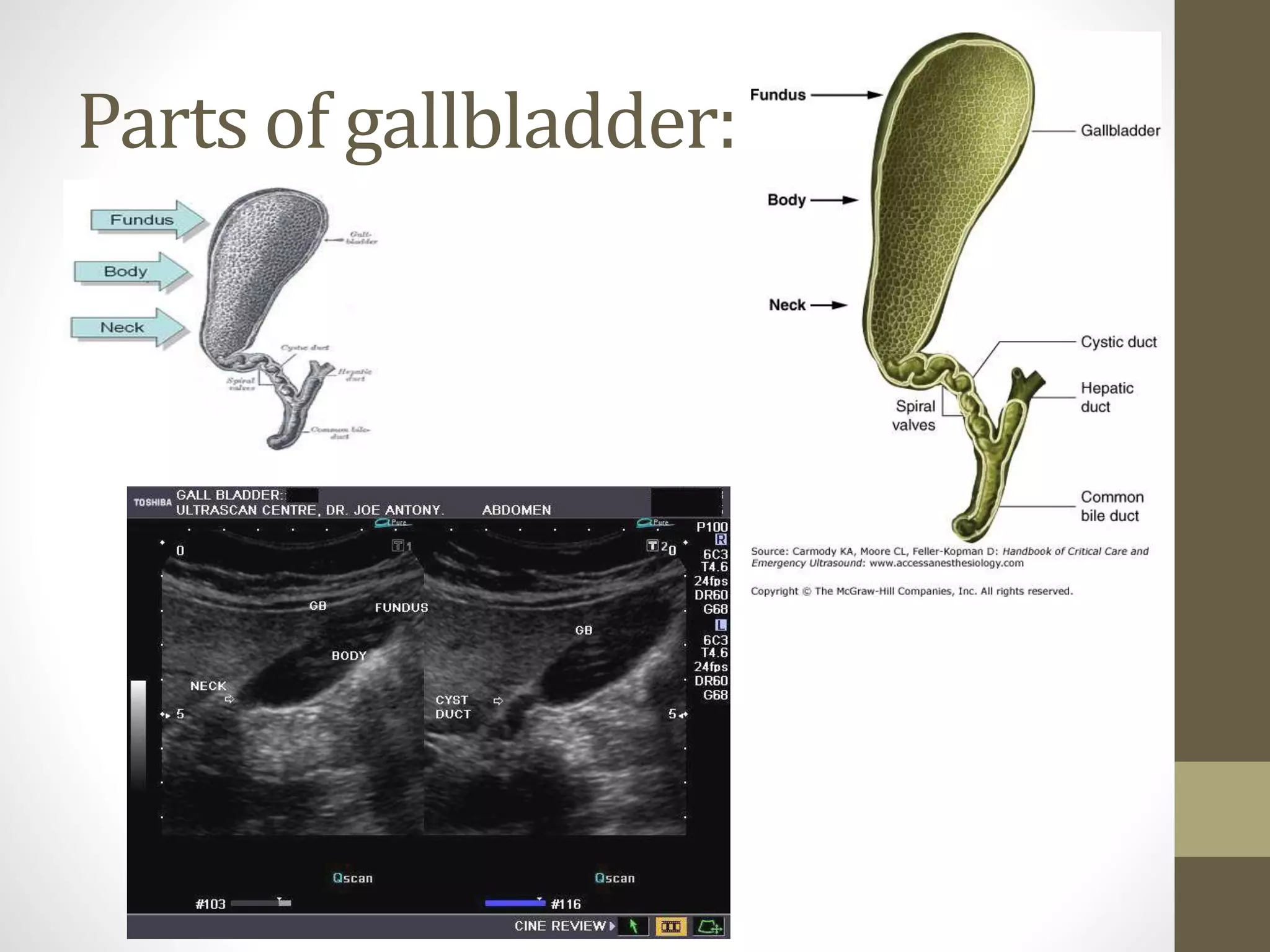 Anatomy and Sonography of Gallbladder | PPTX