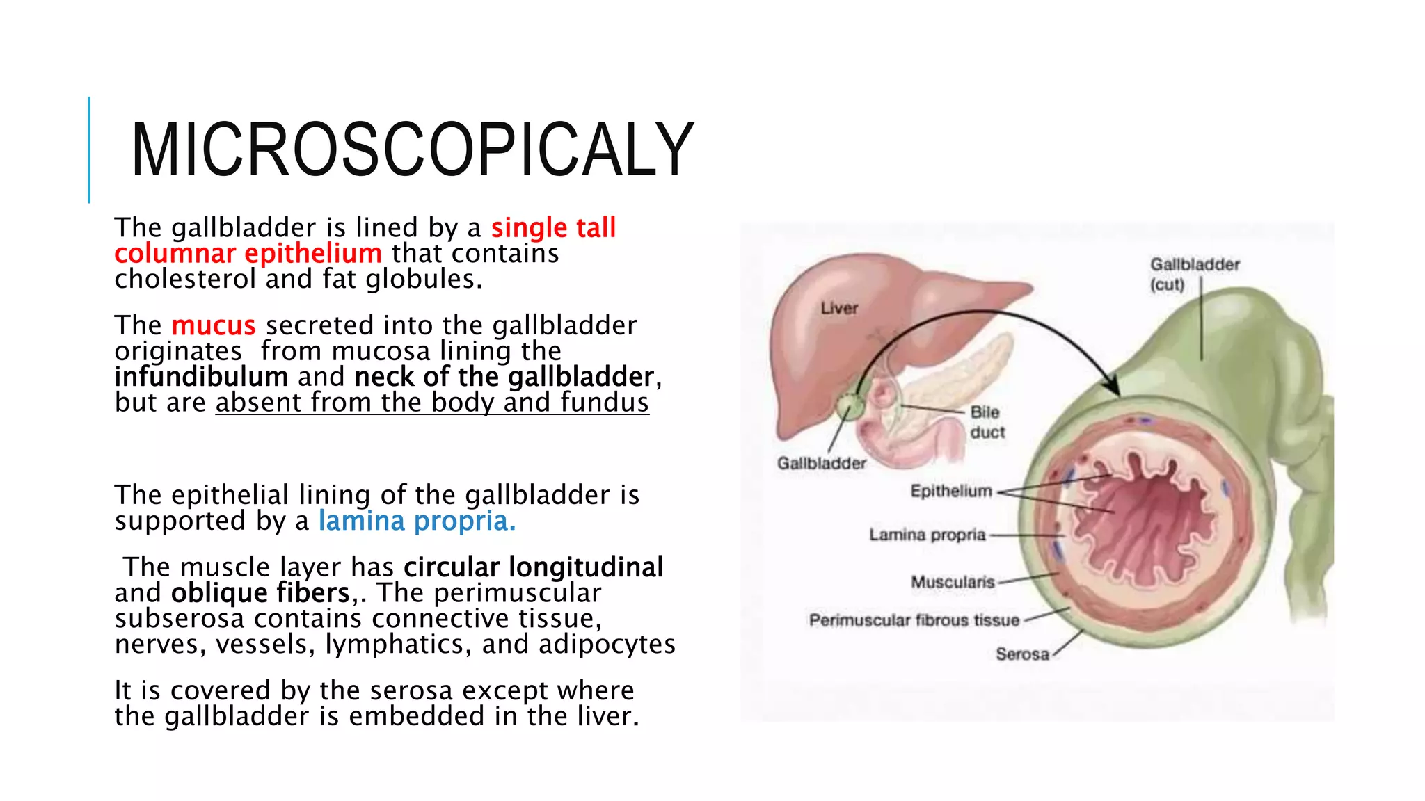 Gall bladder anatomy | PPTX