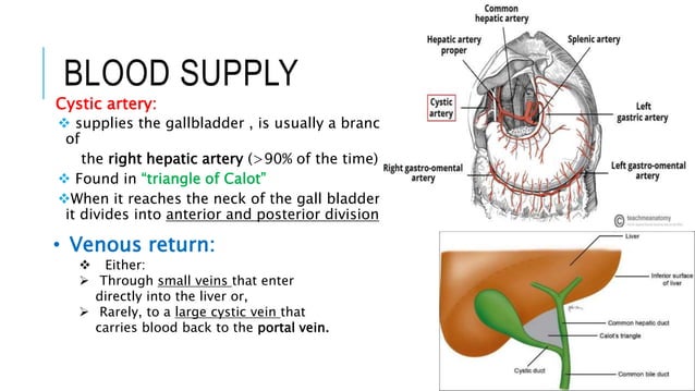 Gall bladder anatomy | PPTX