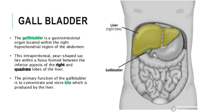 Gall bladder anatomy