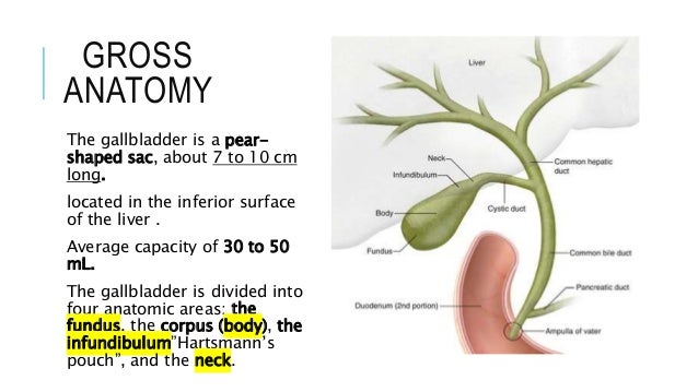 Gall bladder anatomy