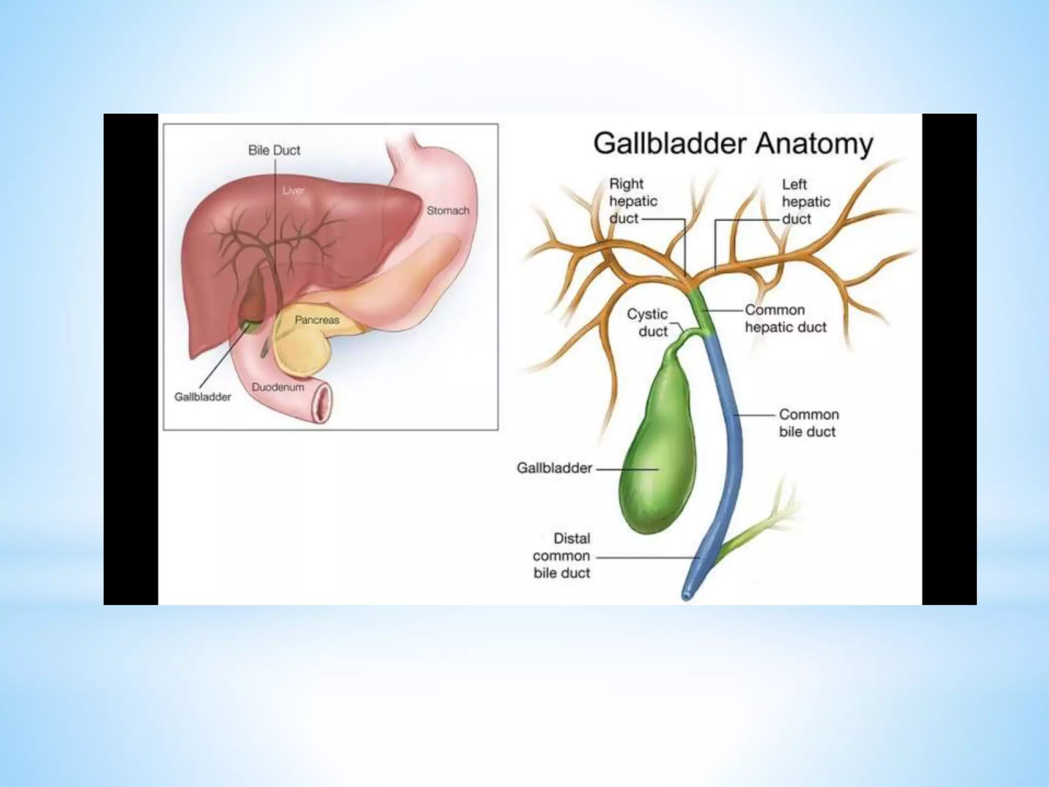 GALLBLADDER AND BILE (2).pptx