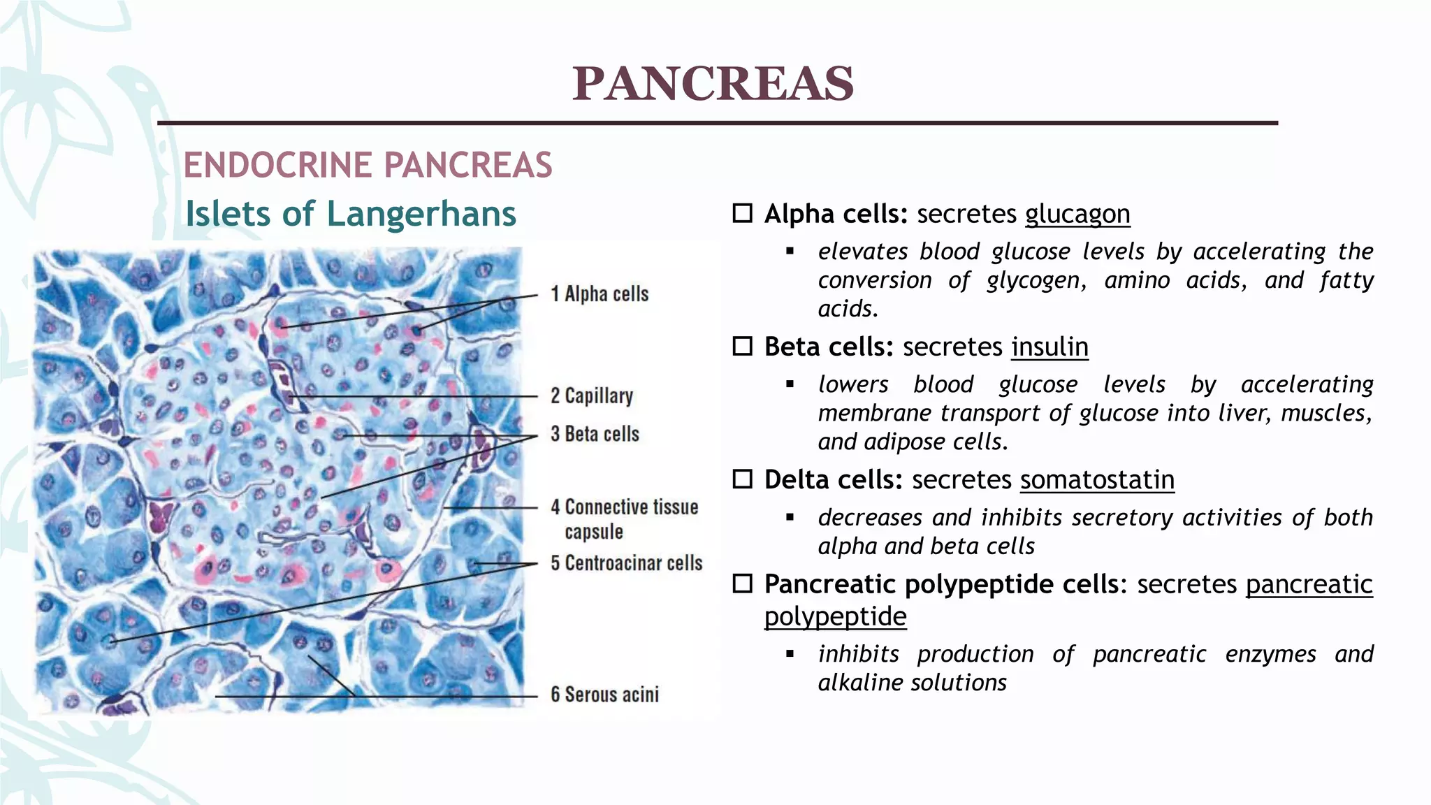 HISTOLOGY - Gallbladder and Pancreas | PPTX