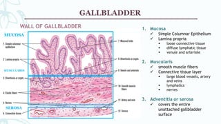 HISTOLOGY - Gallbladder and Pancreas | PPTX
