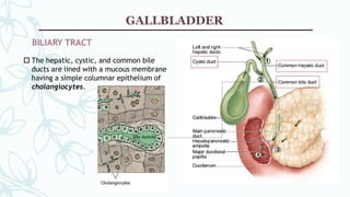 HISTOLOGY - Gallbladder and Pancreas | PPTX
