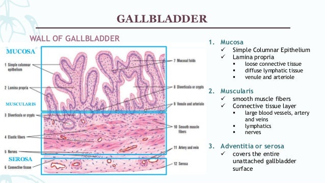Gallbladder Histology Layers Gallbladder Cancer Staging And Histology.