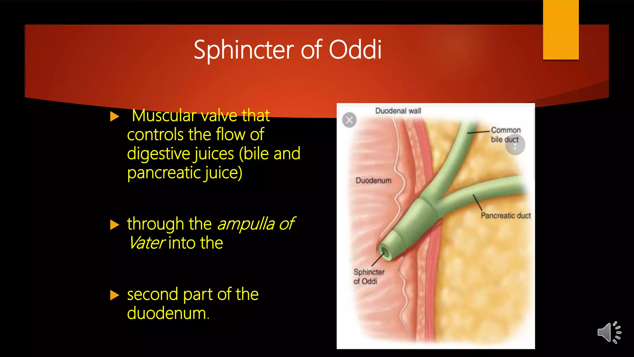 Gall bladder & bile ducts with narration | PPTX