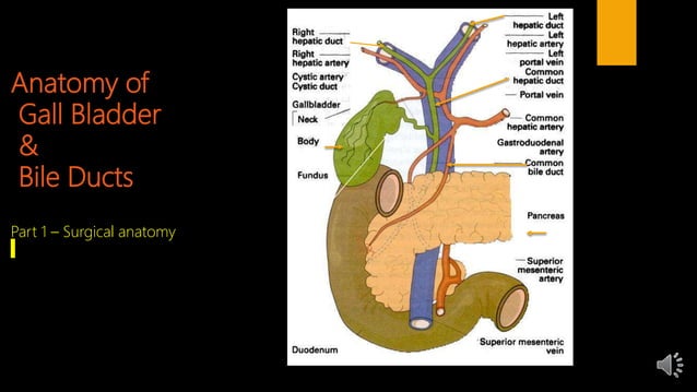 Gall bladder & bile ducts with narration | PPT