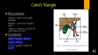 Gall bladder & bile ducts with narration | PPTX