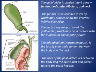 Gallbladder Infundibulum