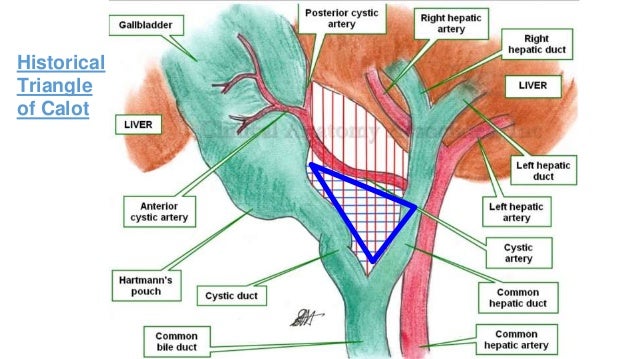 C32 Gallbladder and the Extrahepatic Biliary System – Medical Archive