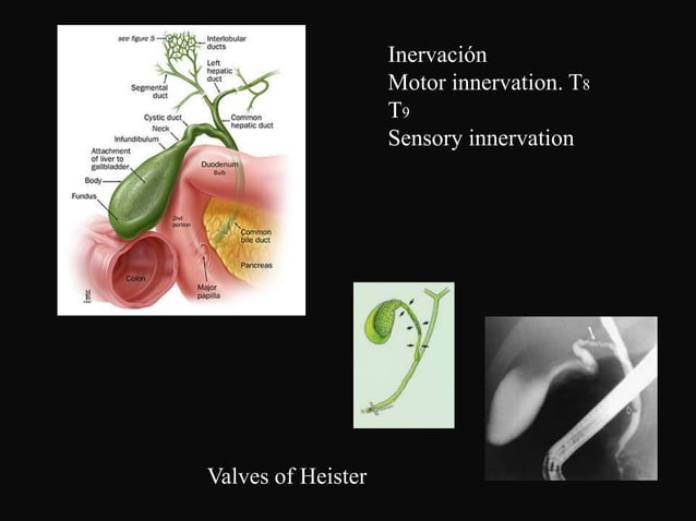 Gallbladder & extrahepatic biliary tree | PPTX | Pregnancy ...