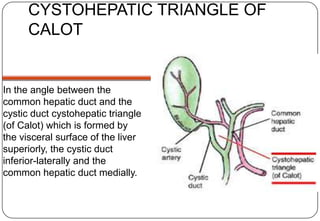 Cystohepatic Triangle