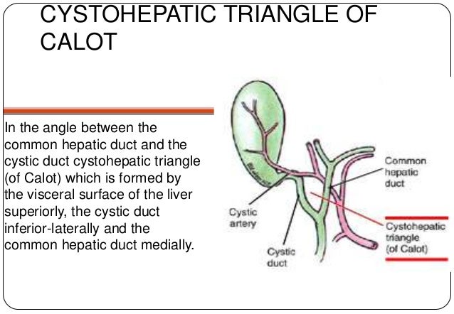 Cystic Artery