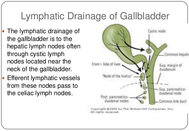 Gallbladder, The Big Picture