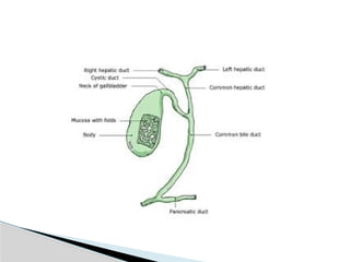 GALL BLADDER & PANCREAS pathology and diseases | PPTX