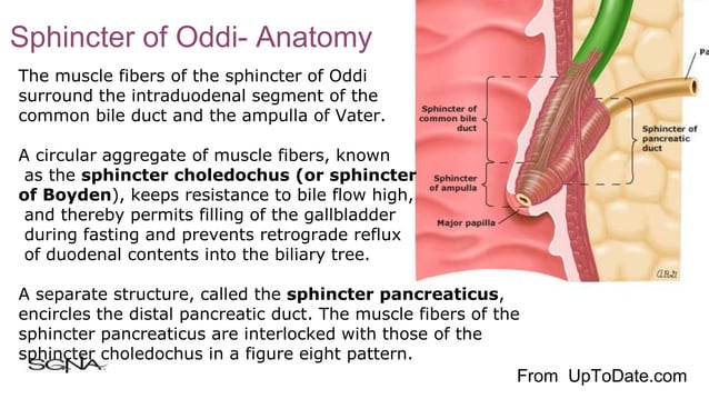 Fun Functional Gallbladder Disorders: Update on Hypo and Hyperkinetic Gallbladder and Sphincter ...