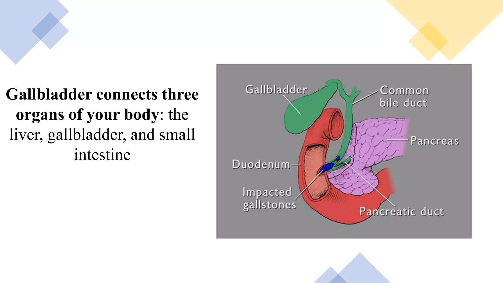 gallblader.pptx