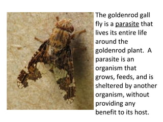 Gall fly | PPT