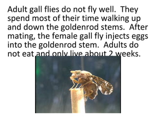 Gall fly | PPT
