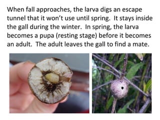 Gall fly | PPT