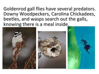 Gall fly | PPT