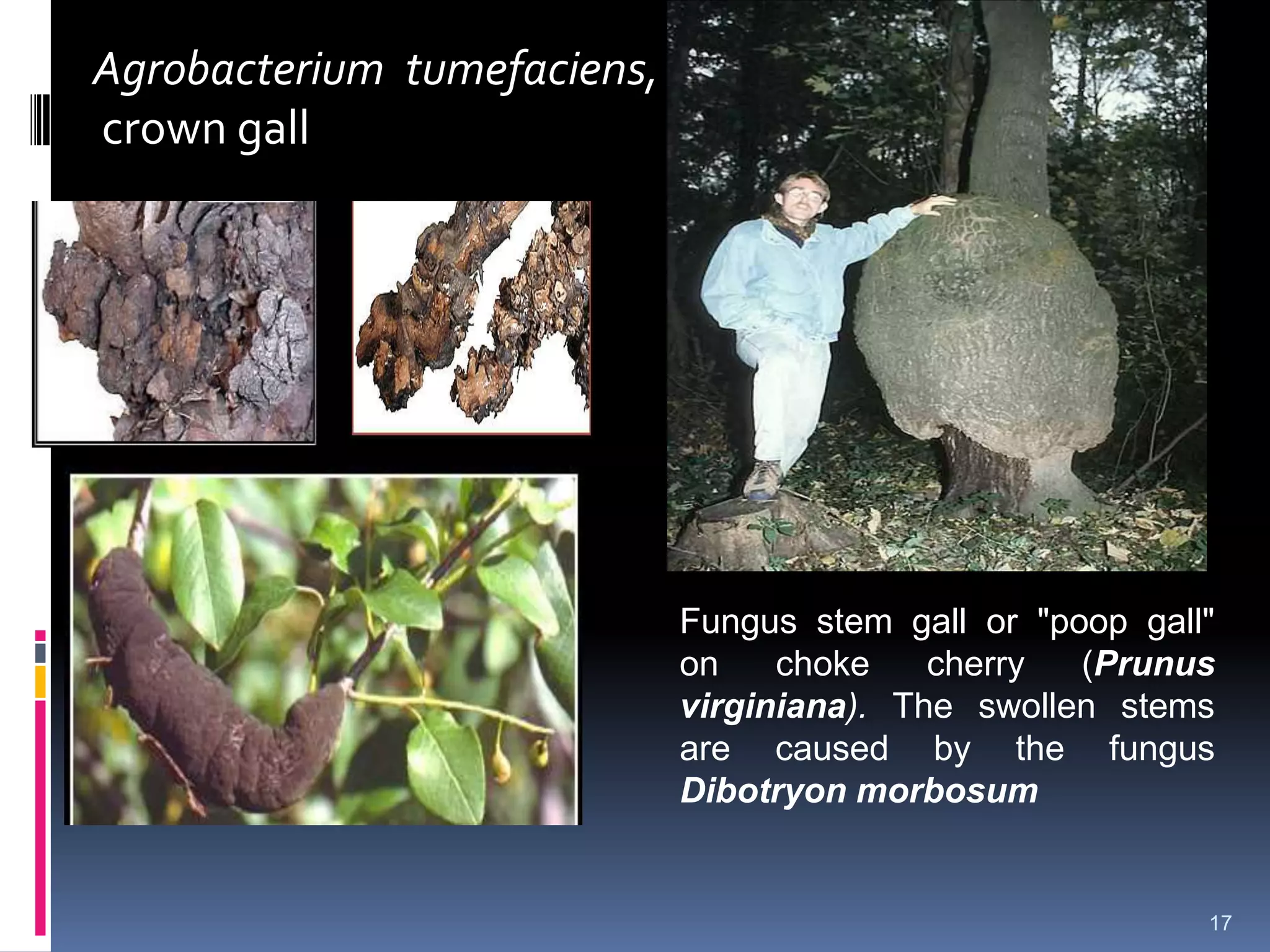 Gall forming insects, mites and their management | PPTX
