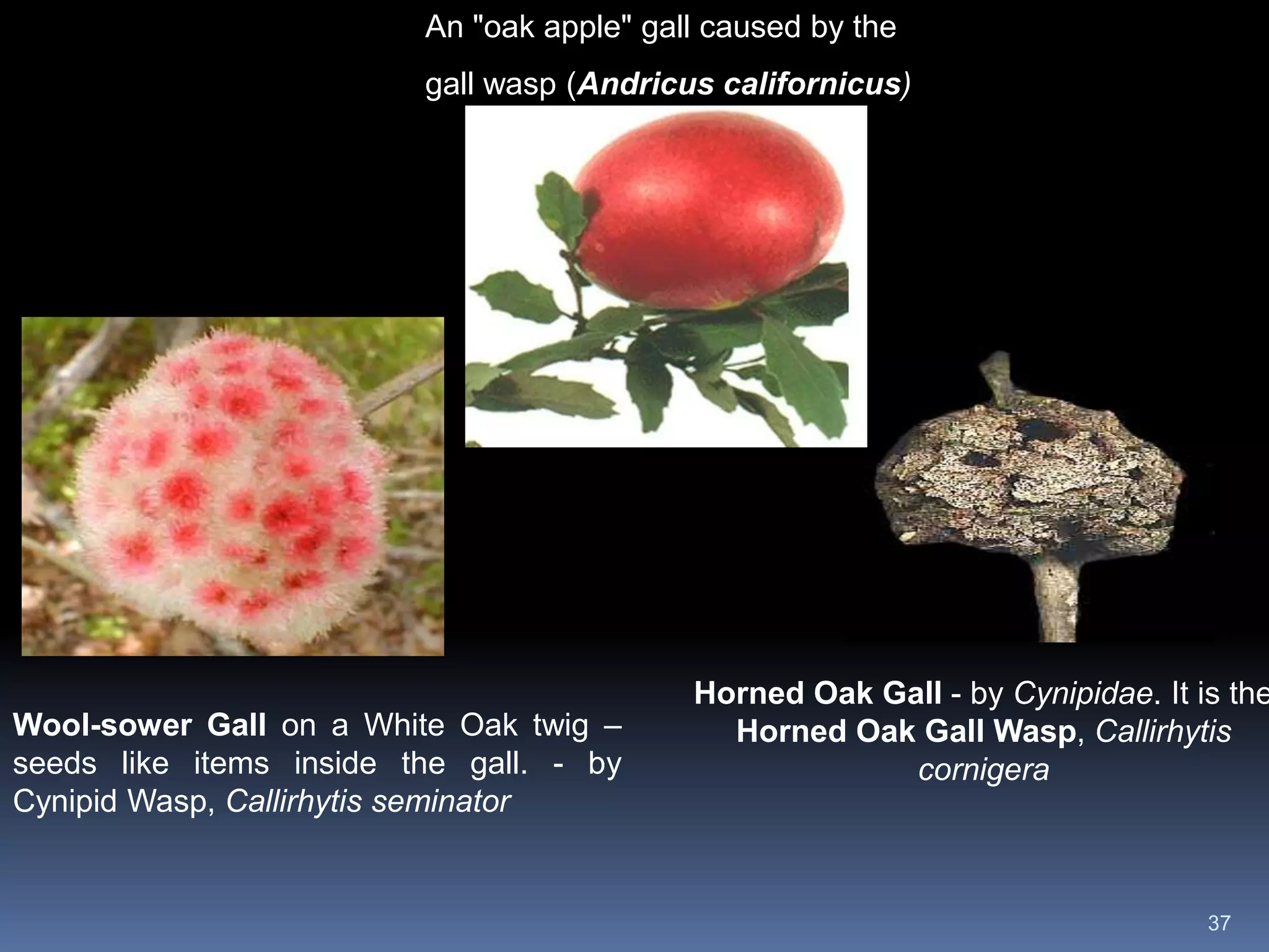 Gall forming insects, mites and their management | PPTX
