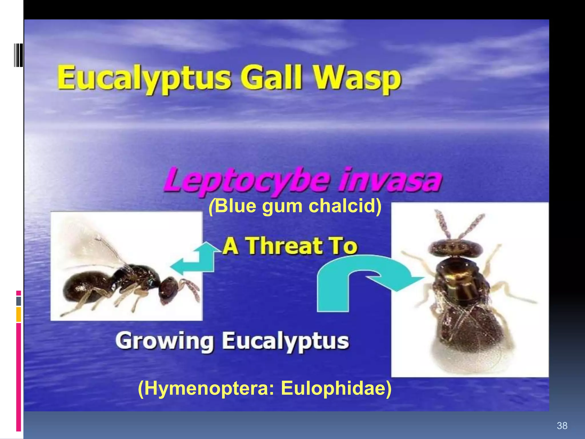 Gall forming insects, mites and their management | PPTX