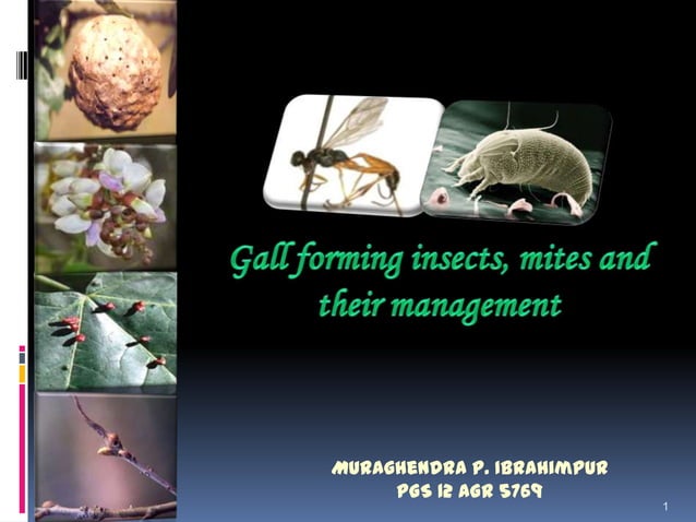 Gall forming insects, mites and their management | PPTX | Birdwatching ...